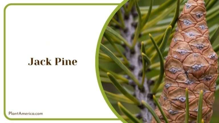 9 Types of Pine Trees in California: An Evergreen Landscape - Plant America