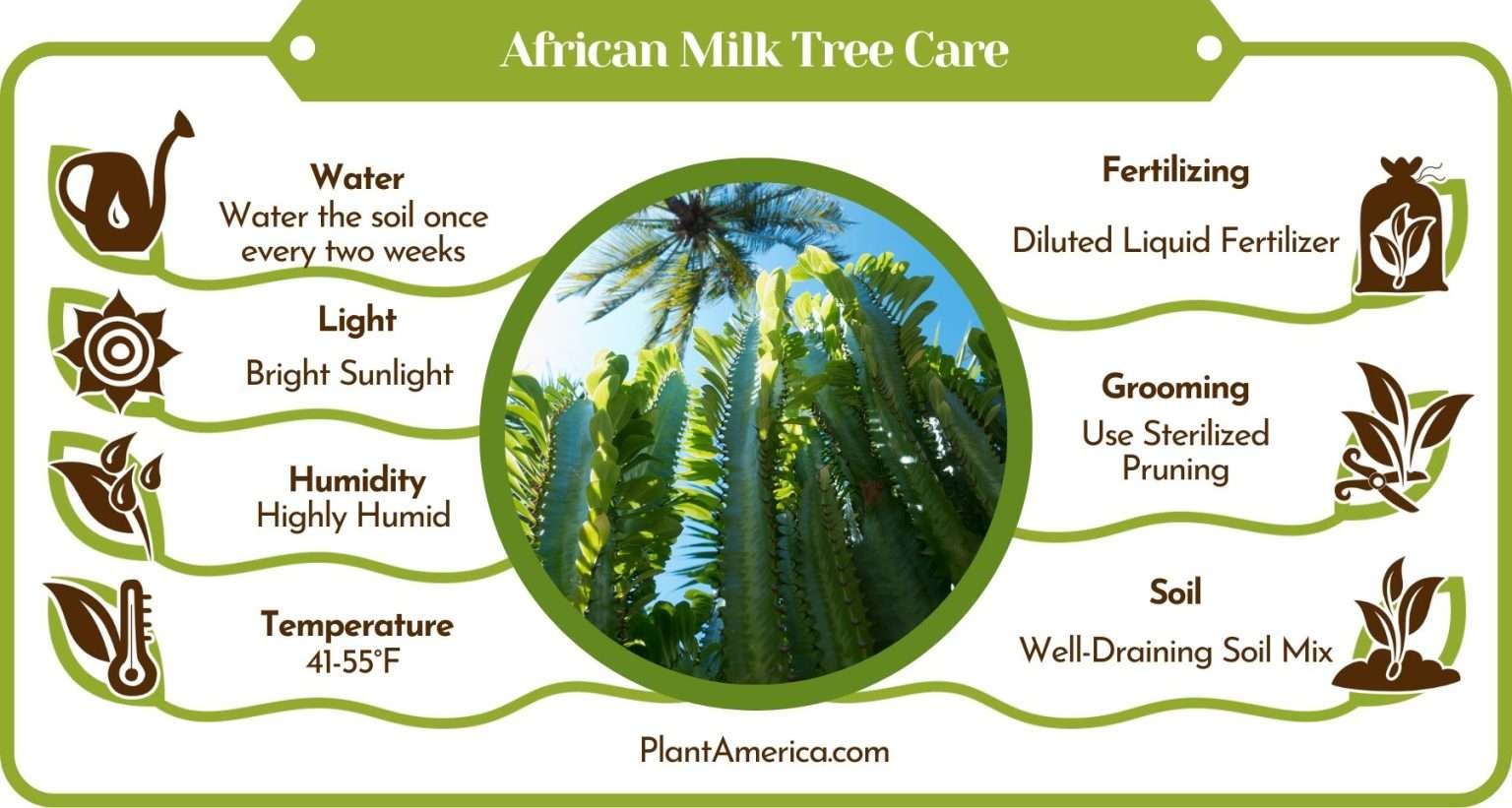 African Milk Tree Care: Organized Tips for Growing This Unique Plant ...