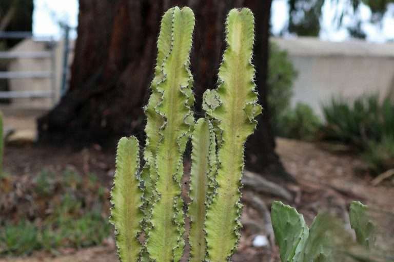 15 Cute Cactus Plants: A List Packed With Fuzzy Plants - Plant America