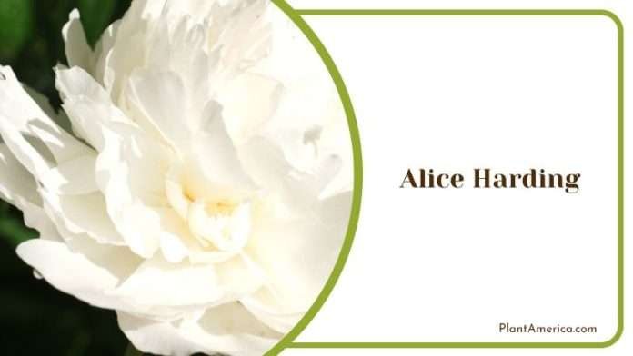 5 Varieties of Peonies for Zone 9 That You Can Start Planting and ...