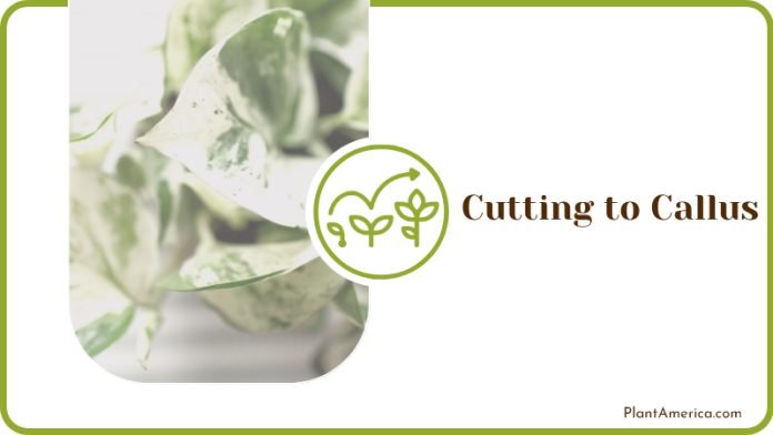 Jade Plant Propagation by Cuttings: An Easy Care Guide - Plant America