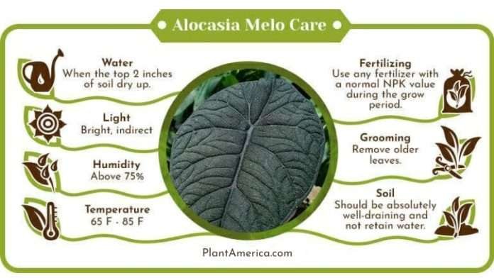 Alocasia Melo Care: Grow This Plant With Gigantic Leaves? - Plant America