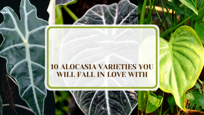 10 Alocasia Varieties You Will Fall in Love With - Plant America