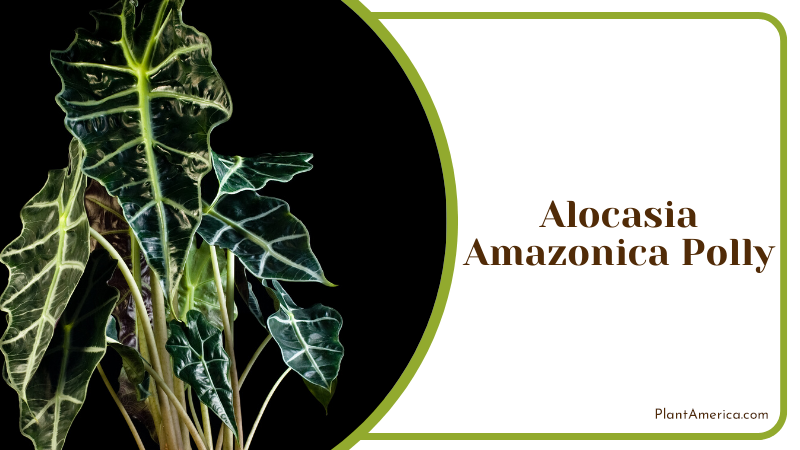 10 Alocasia Varieties You Will Fall in Love With - Plant America