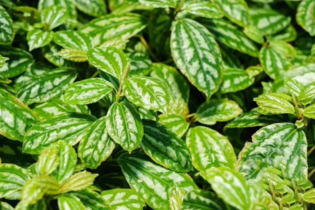 36 Variegated Plants: Stunning Varieties of Unique Leaf Variegations ...