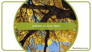 Elm Tree Identification: Specific Leaves, Seeds, and Bark - Plant America