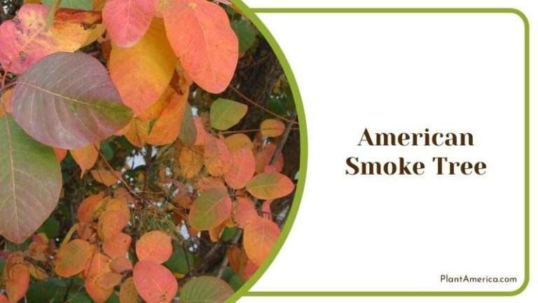 15 Oklahoma Native Plants: Ones To Grow in Your Backyard - Plant America