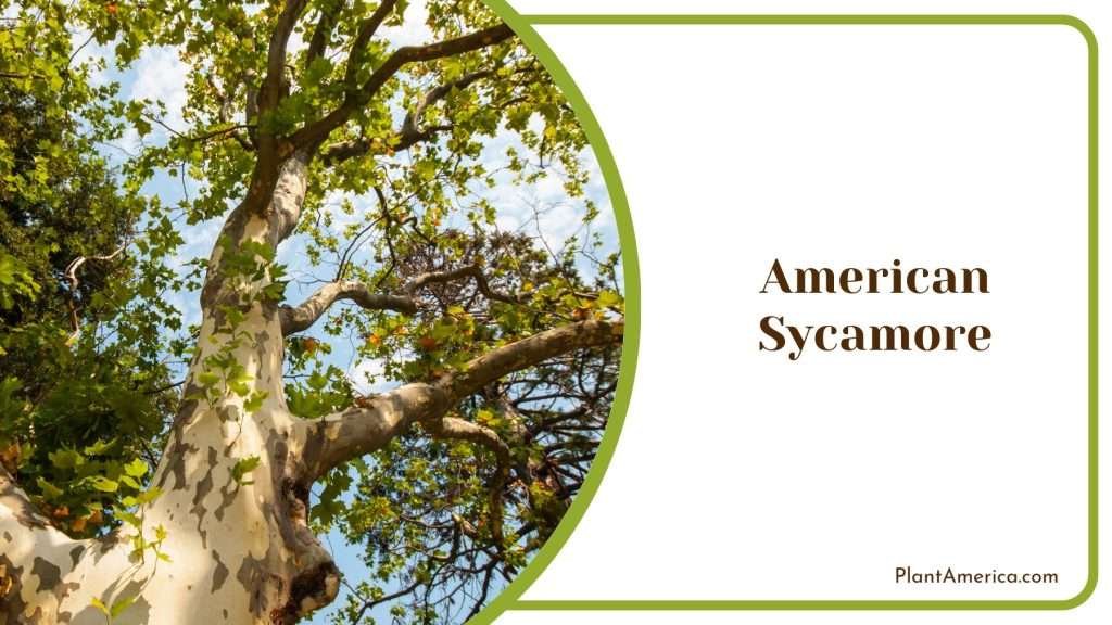 14 Types of Trees in Maine: Everything About the Maine Woods - Plant ...