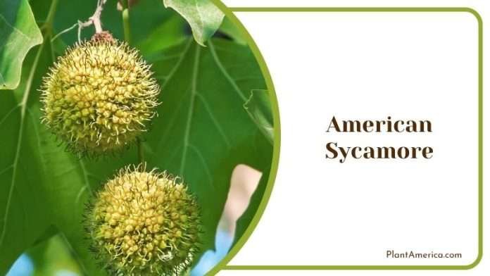 10 Trees Native to Ohio: Vibrant Greens - Plant America