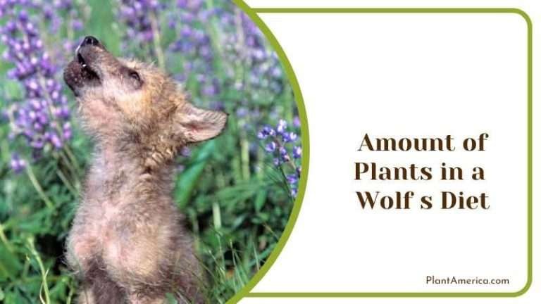 Do Wolves Eat Plants and Vegetables? A Guide to Their Diet - Plant America