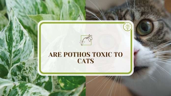 Are Pothos Toxic to Cats: What To Do in Case of Plant Poisoning - Plant ...