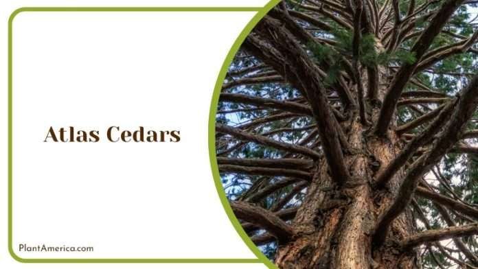 How Tall Do Cedar Trees Grow? Know the Average Height - Plant America