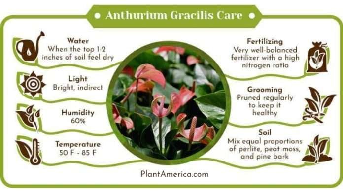 Anthurium Gracilis: Propagation, Care & All You Need To Know - Plant ...
