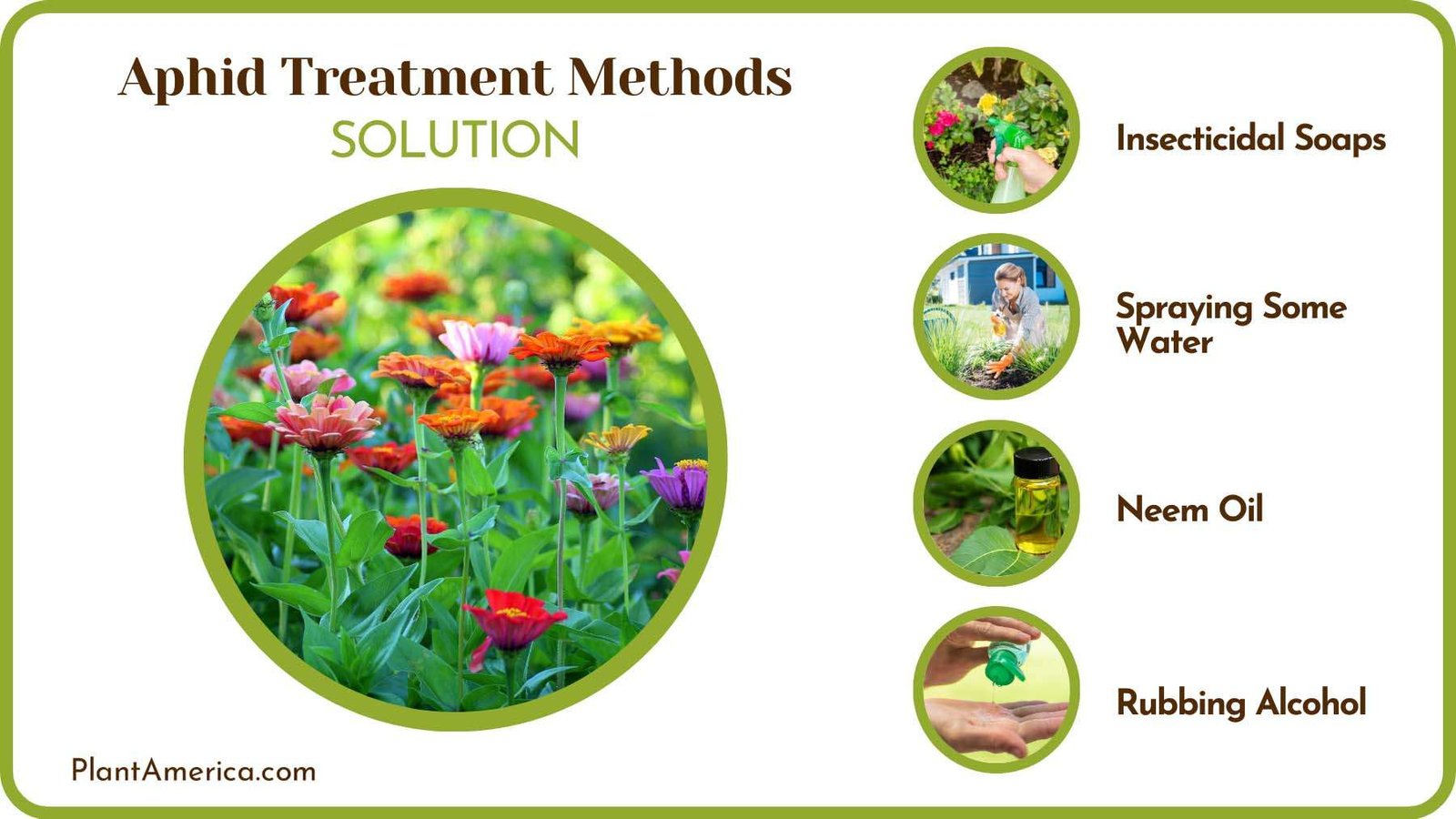 How to Get Rid of Aphids on Indoor Plants: Reasons and Ways - Plant America