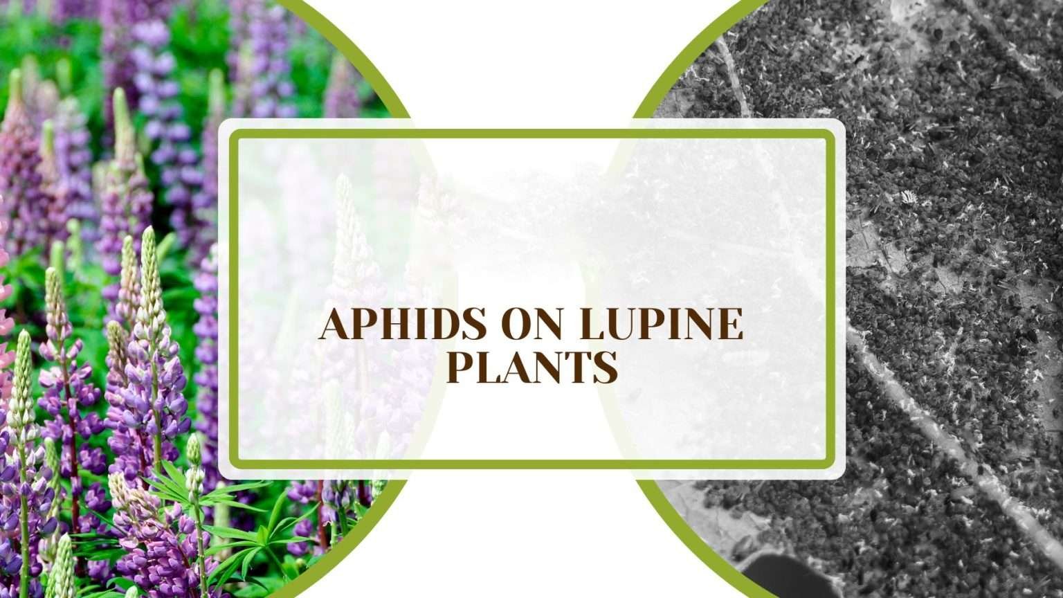 Aphids on Lupine Plants: How to Kill This Common Foe - Plant America