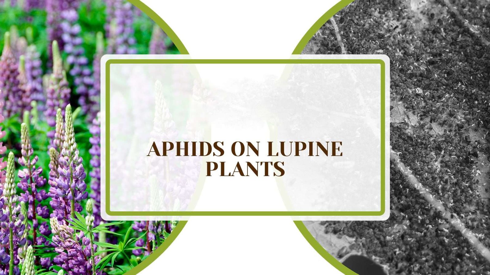 Aphids on Lupine Plants: How to Kill This Common Foe - Plant America