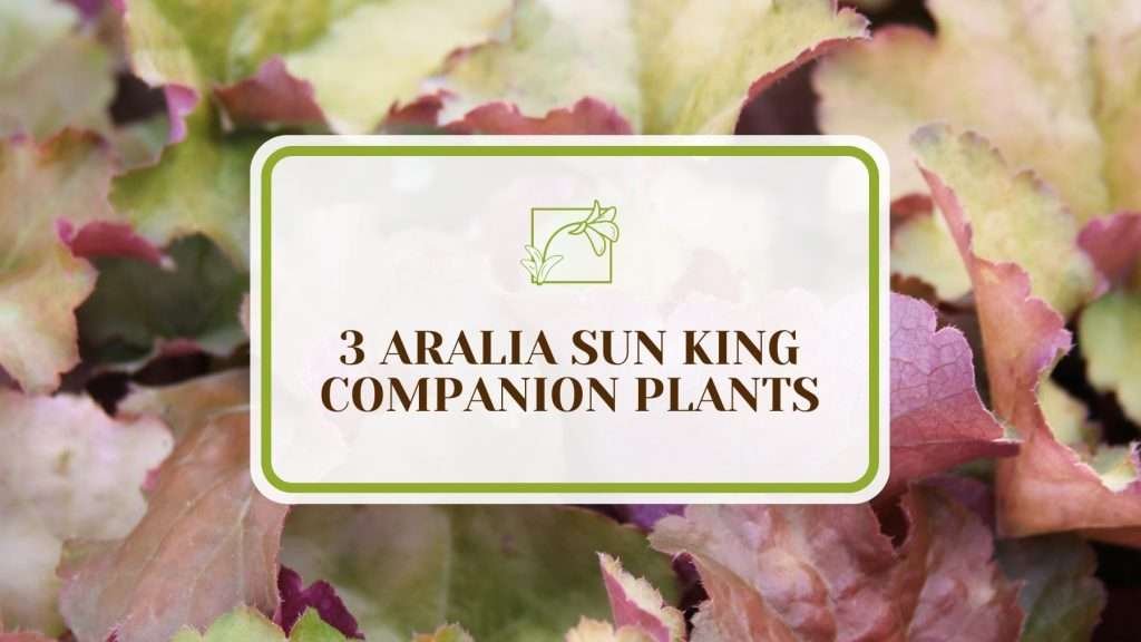 3 Aralia Sun King Companion Plants: Bold and Beautiful - Plant America