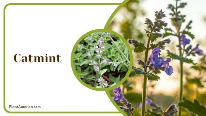 11 Plants That Repel Termites: Protecting Your Property - Plant America