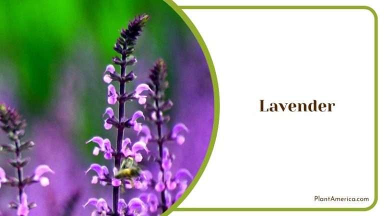 19 Gopher Repellent Plants You Need for Your Home Garden - Plant America
