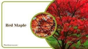 13 Types of Trees in Maryland You Can Plant This Year - Plant America
