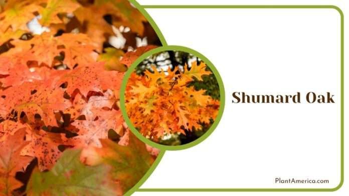 12 Trees Native to Oklahoma: The Finest Ones for Landscaping - Plant ...