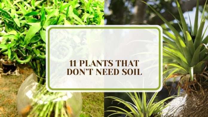 11 Plants That Don’t Need Soil: Awesome Plants Without Dirt - Plant America