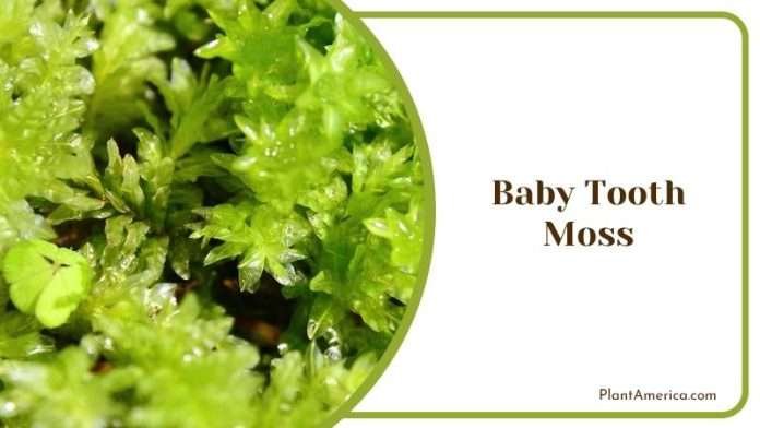 10 Types of Moss for Gardens: For a Stunning Greenery - Plant America