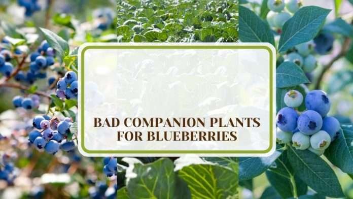 Bad Companion Plants for Blueberries: 6 Most Dangerous Ones - Plant America