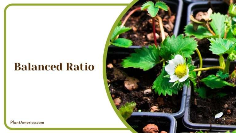 Strawberry Fertilizer: When and How To Use it Properly - Plant America