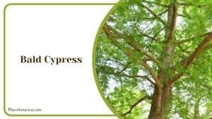 12 Trees Native to Oklahoma: The Finest Ones for Landscaping - Plant ...