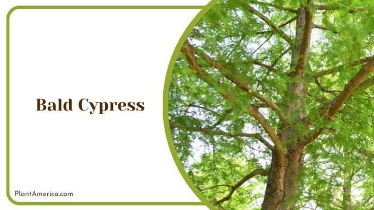 12 Trees Native to Oklahoma: The Finest Ones for Landscaping - Plant ...