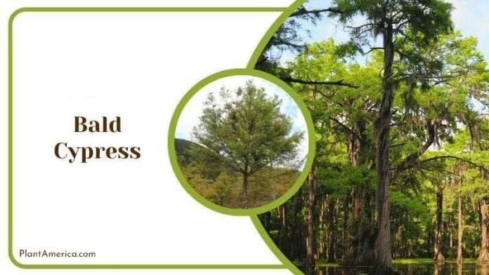 9 Types of Cypress Trees in Florida: Adding Greenery - Plant America
