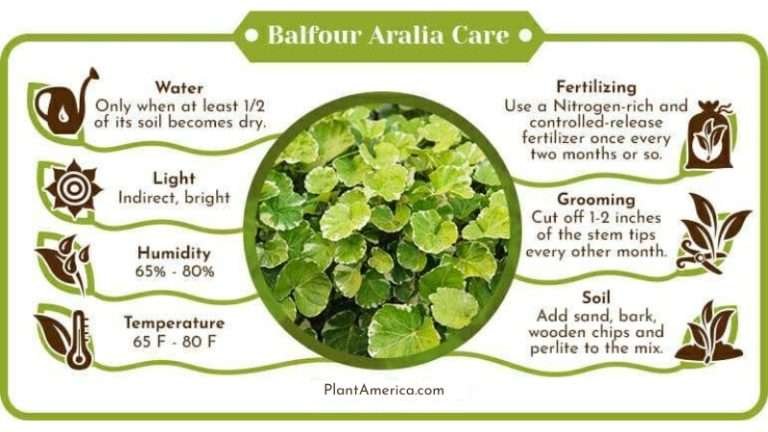 Balfour Aralia: Successfully Grow the Dinner Plate Plant at Home ...