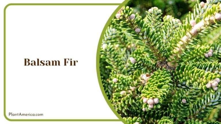 15 Fir Trees Types To Enhance Your Landscape Designs - Plant America