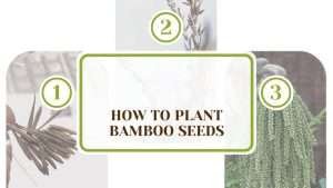 How To Plant Bamboo Seeds: A Step-by-Step Guide - Plant America