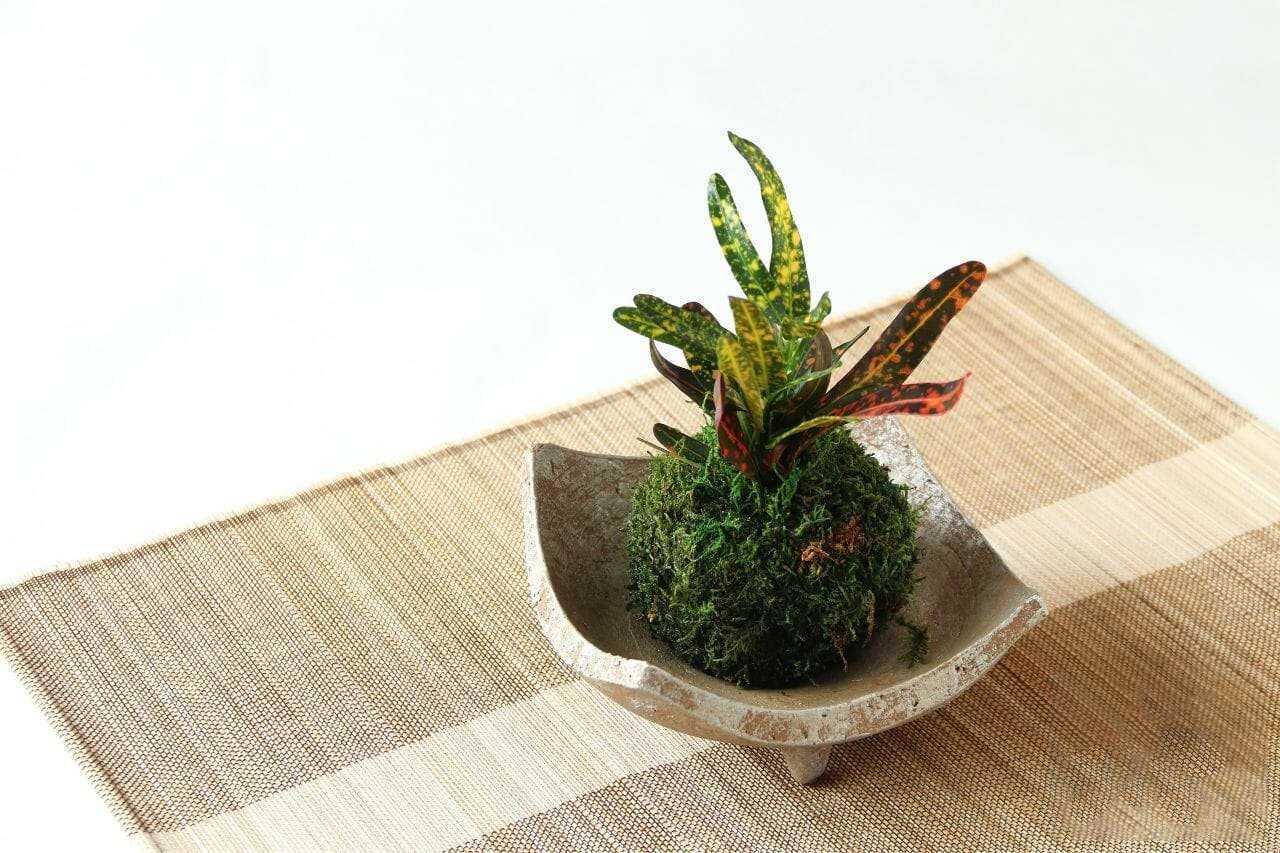 Banana Croton Plant: Complete Care and Propagation Guide - Plant America