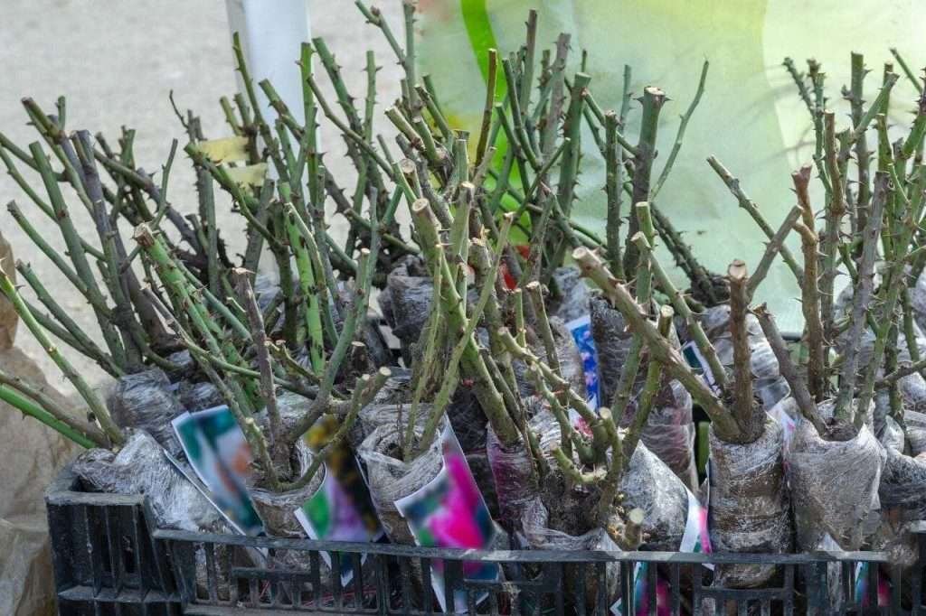 Bare Root Roses Not Growing: Learn the Trick To Fix Your Rose - Plant ...
