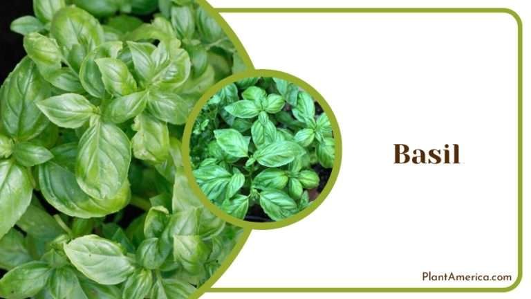 6 Plants with Square Stems: Best Herbs to Plant - Plant America
