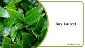6 Types of Laurel Trees To Create Your Dream Landscape - Plant America