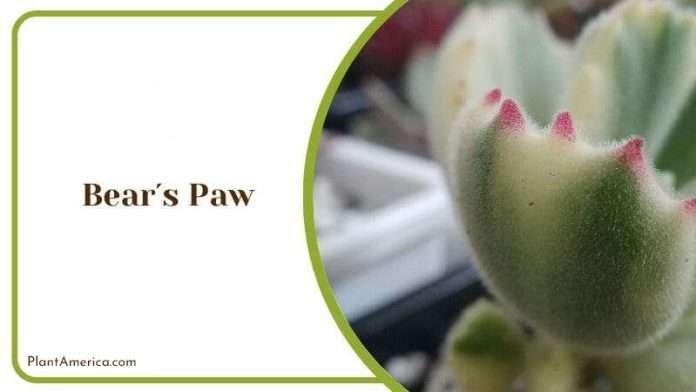 9 Plants With Soft Fuzzy Leaves To Soften Hardscape Elements - Plant ...
