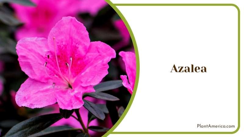 15 Shrubs With Red Flowers To Beautify Your Yard and Home - Plant America