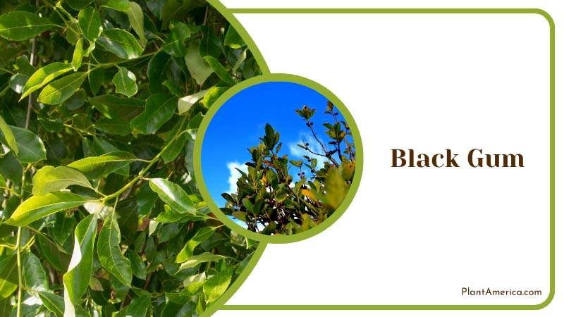 10 Types of Trees in Kentucky: Adding Vibrancy to Your Home - Plant America
