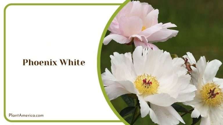 5 Varieties of Peonies for Zone 9 That You Can Start Planting and ...