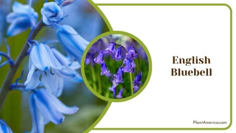 10 Plants Start With E- Plants and Flowers That Start With E - Plant ...