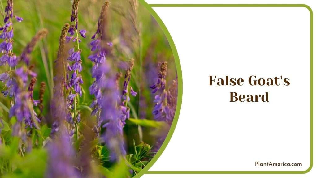 Outdoor Plants That Don’t Need Sunlight: Beautiful Yet Tolerant Plants ...