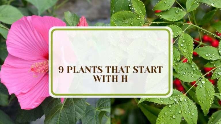 9 Plants That Start With H: Beautiful Garden Plants - Plant America