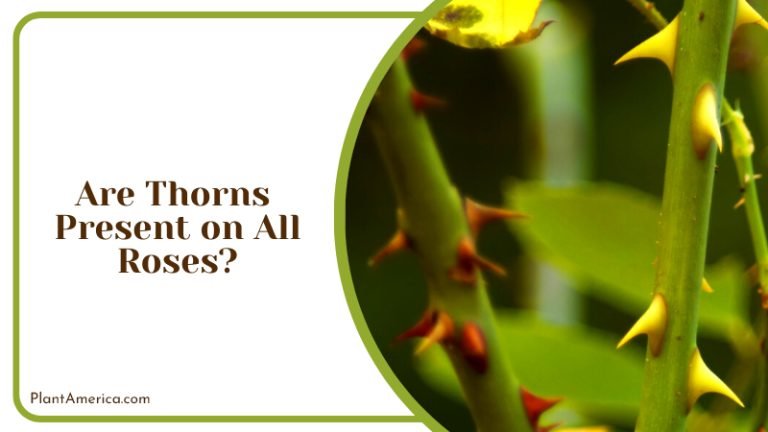 Why Do Roses Have Thorns? Fascinating Gardening Facts - Plant America