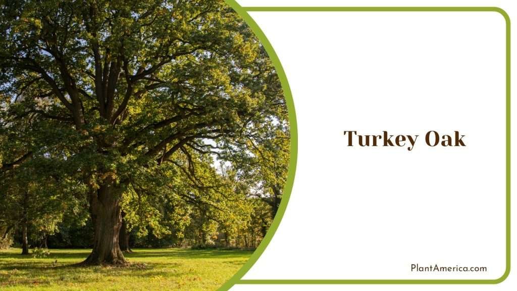 16 California Oak Trees That Thrive in Most Climates - Plant America