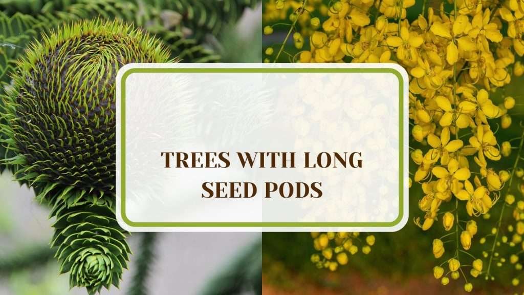18 Trees with Long Seed Pods to Bring Whimsy to Your Yard - Plant America