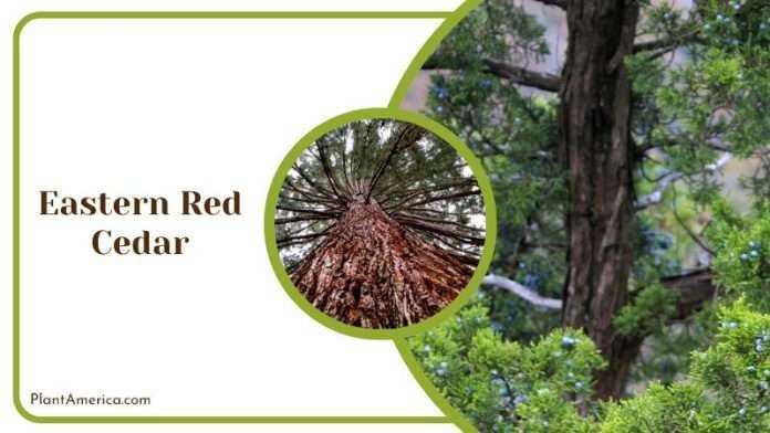 How Tall Do Cedar Trees Grow? Know the Average Height - Plant America